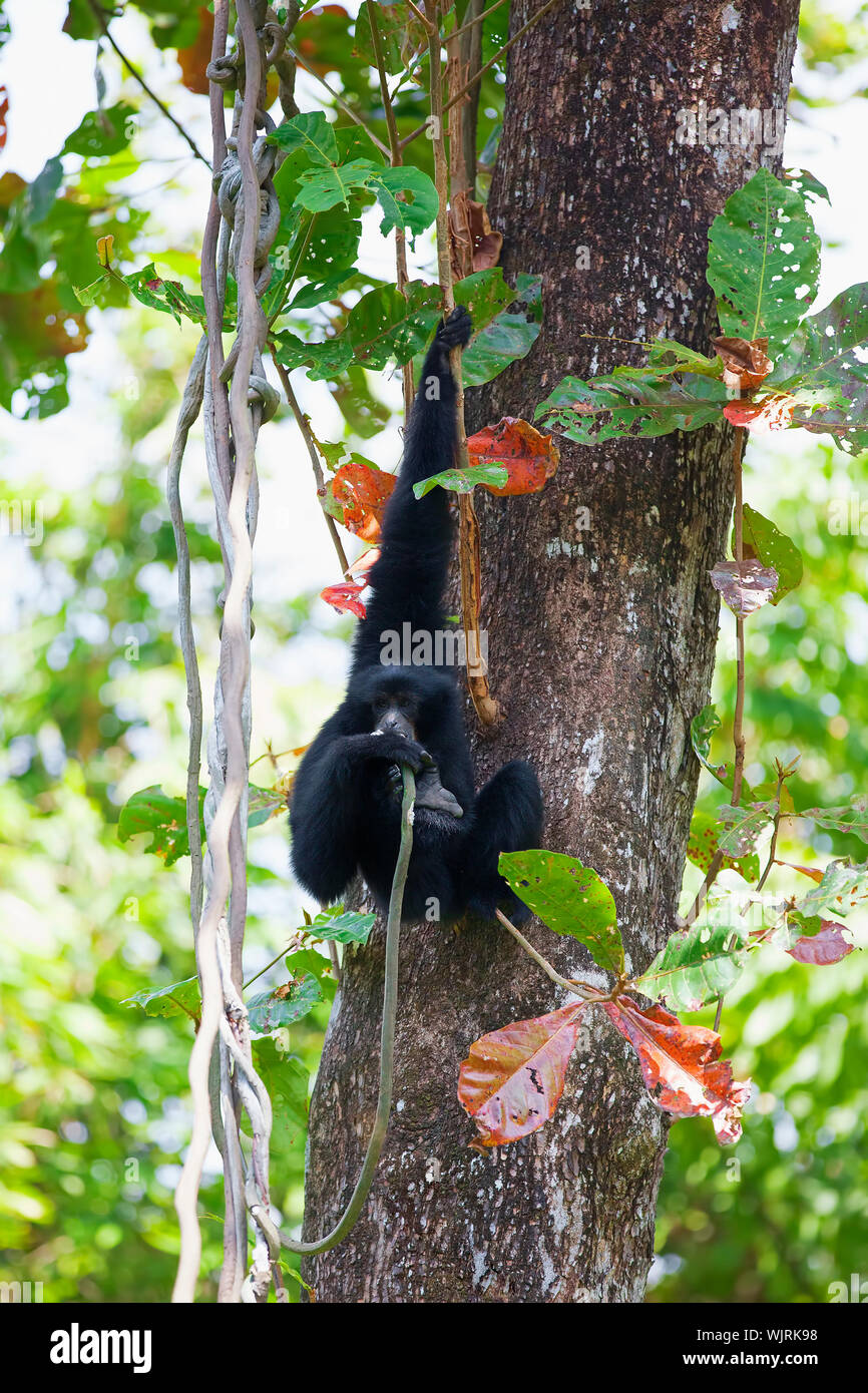 Siamang Gibbon hanging in the trees in Malaysia Stock Photo - Alamy