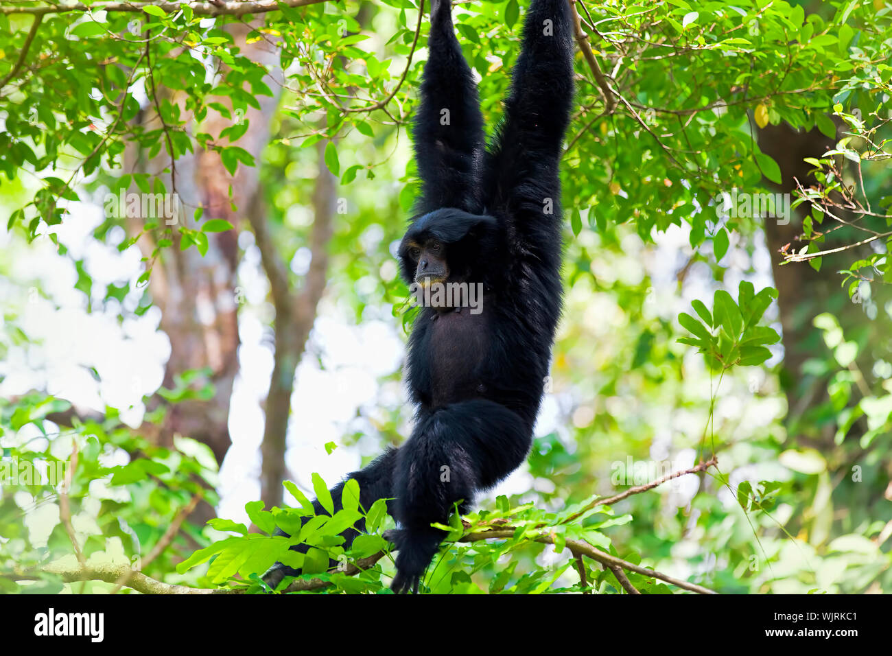 Siamang Gibbon hanging in the trees in Malaysia Stock Photo - Alamy