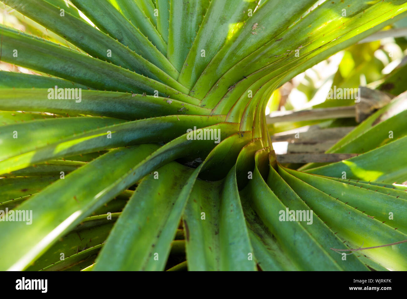 Succulent fat plant in a circle for background texture Stock Photo - Alamy