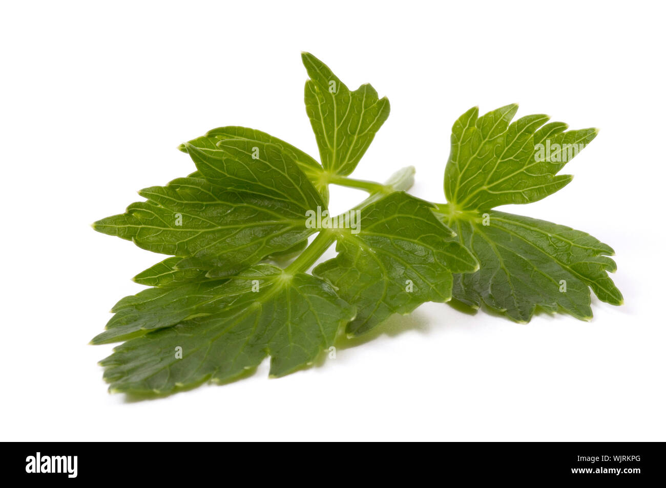 fresh lovage isolated on the white background Stock Photo - Alamy