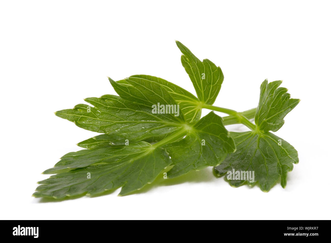 fresh lovage isolated on the white background Stock Photo - Alamy
