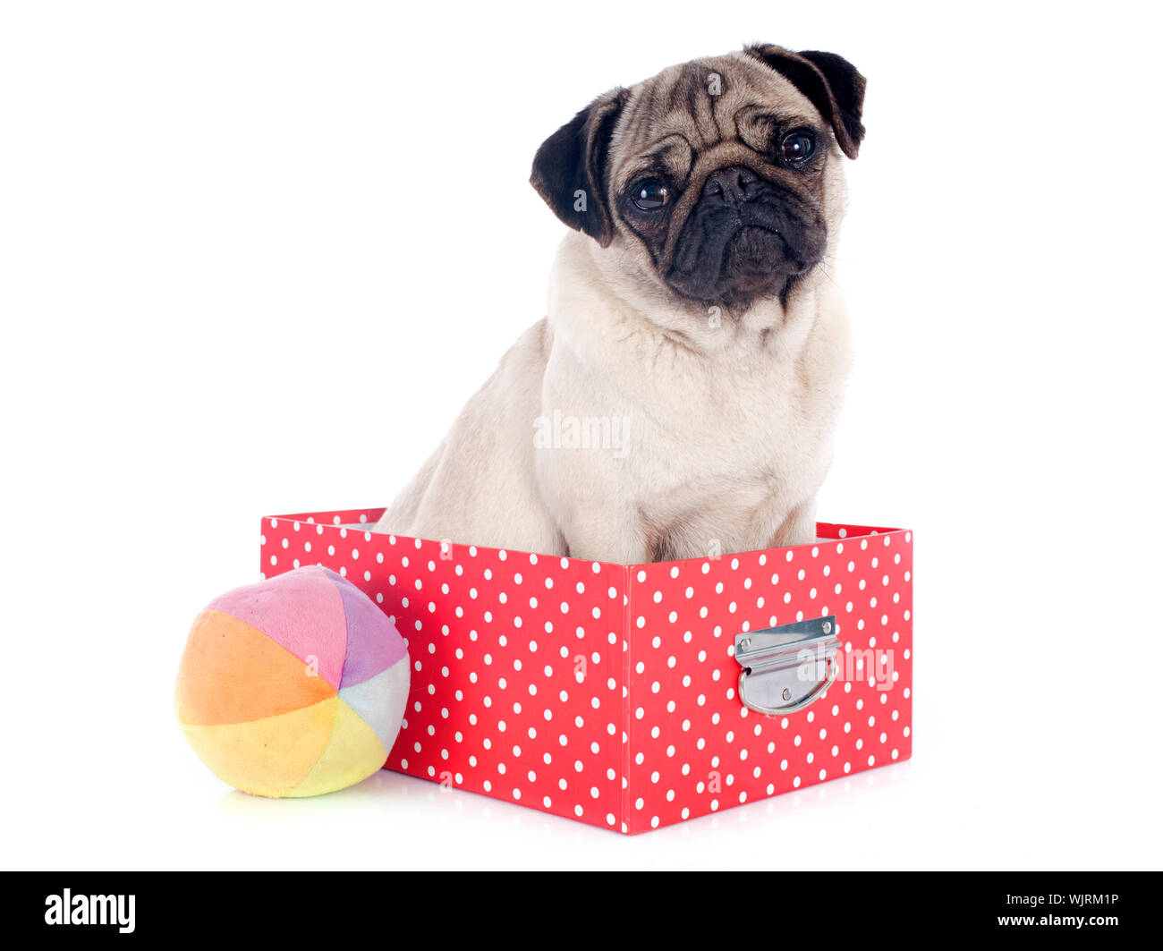 young pug in box in front of white background Stock Photo - Alamy