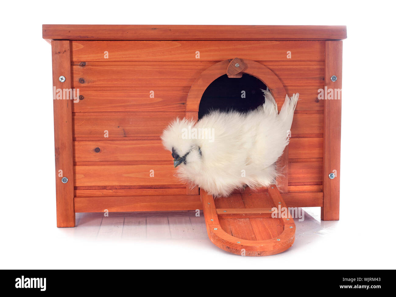 hen house and bantam silkie on a white background Stock Photo - Alamy