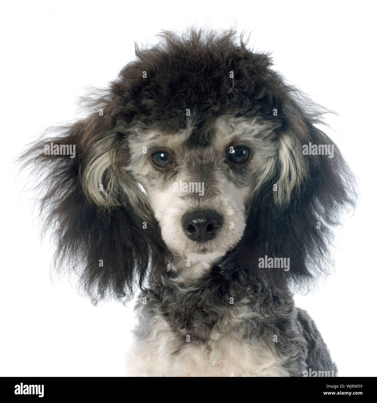 Black and tan poodle portrait hi-res stock photography and images - Alamy