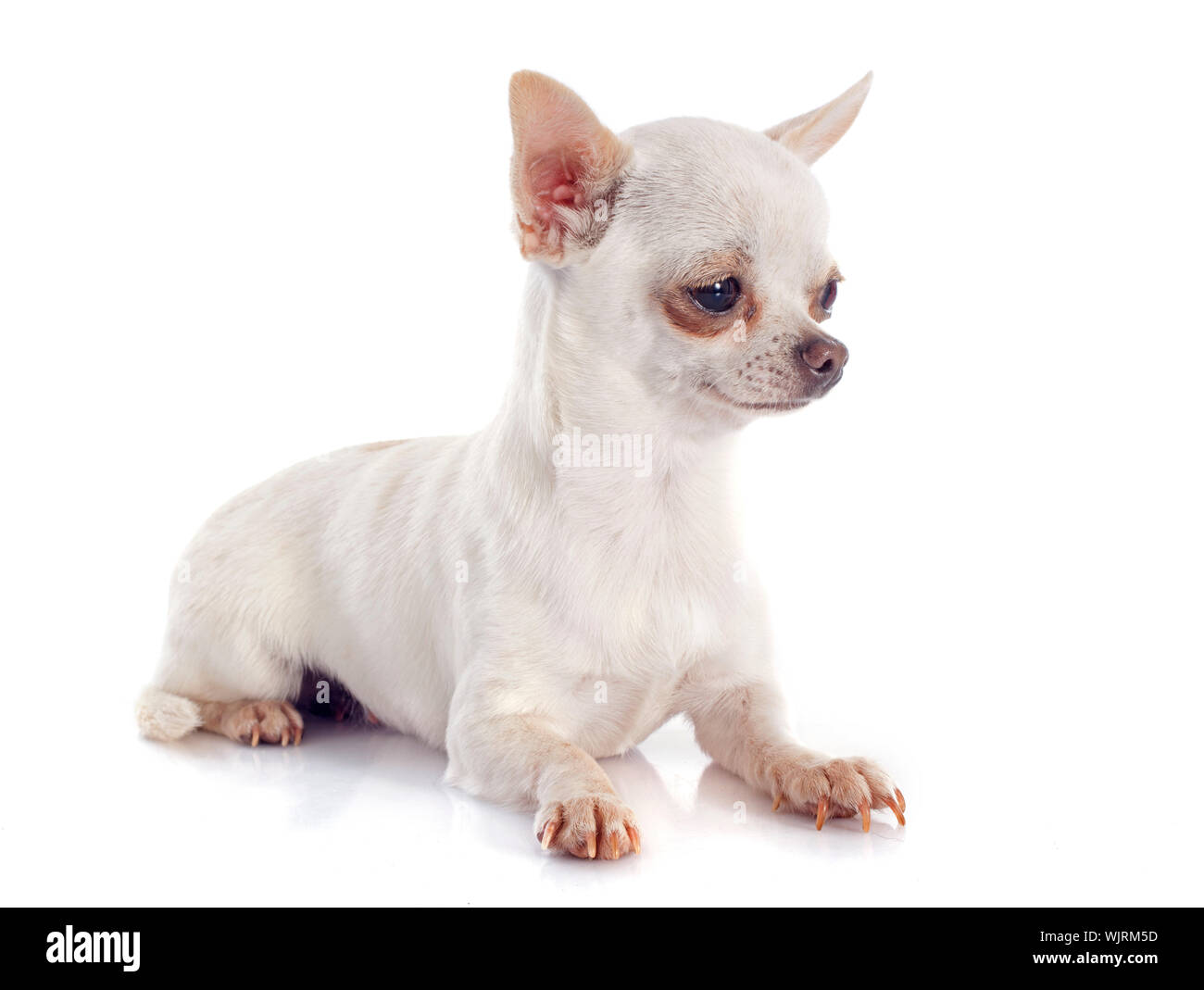 portrait of a cute purebred chihuahua in front of white background ...