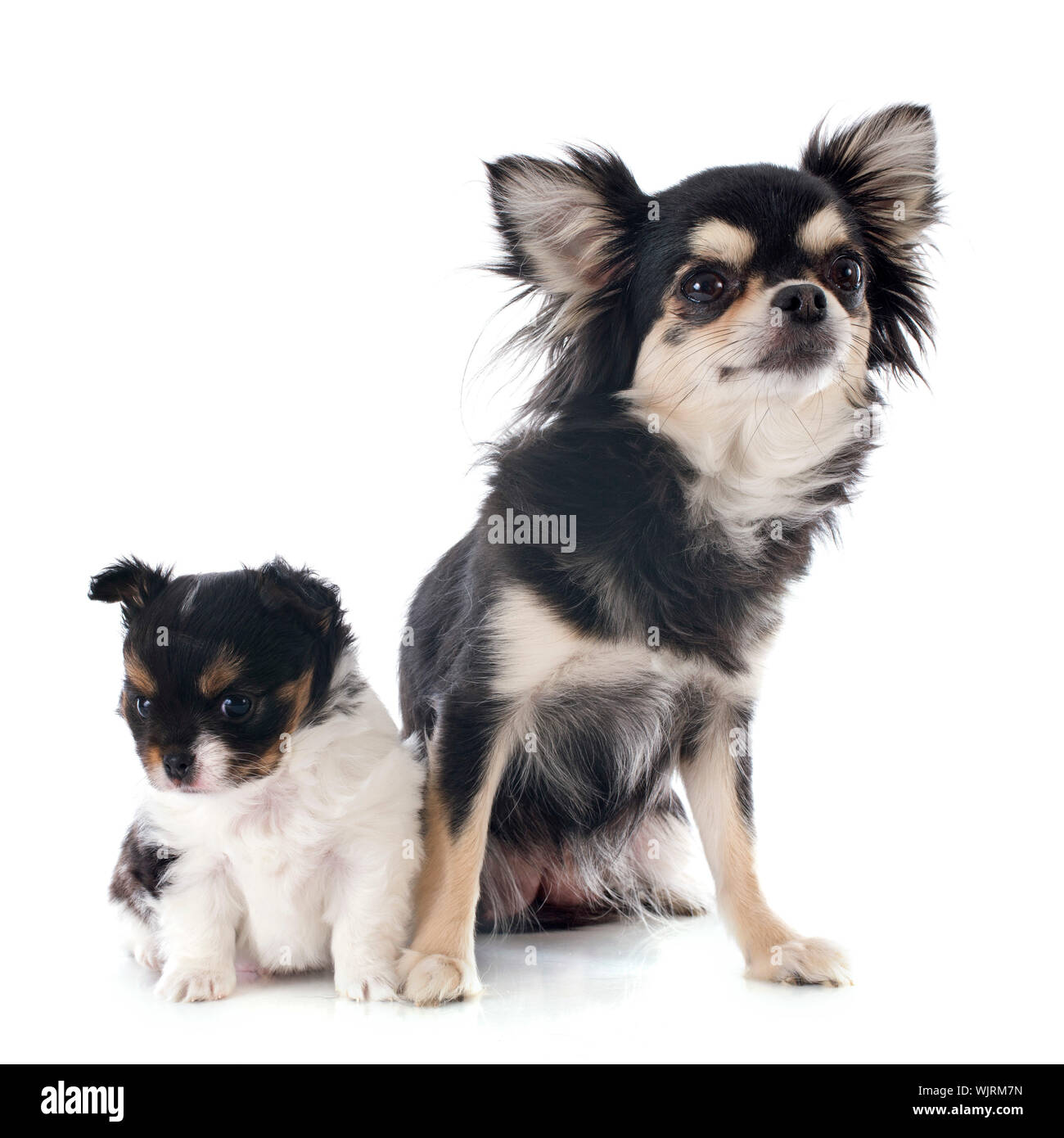 puppy and adult chihuahua in front of white background Stock Photo - Alamy