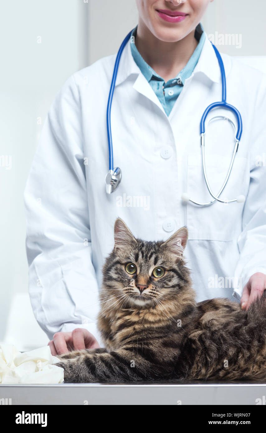 Vet with stethoscope and kitten, close up Stock Photo - Alamy