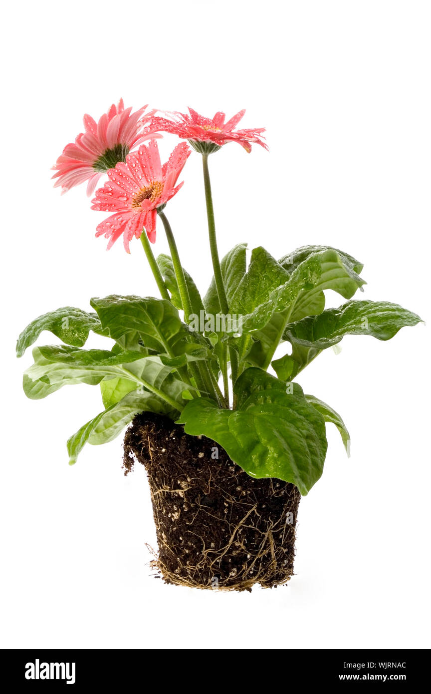 spring flowers with root system Stock Photo - Alamy
