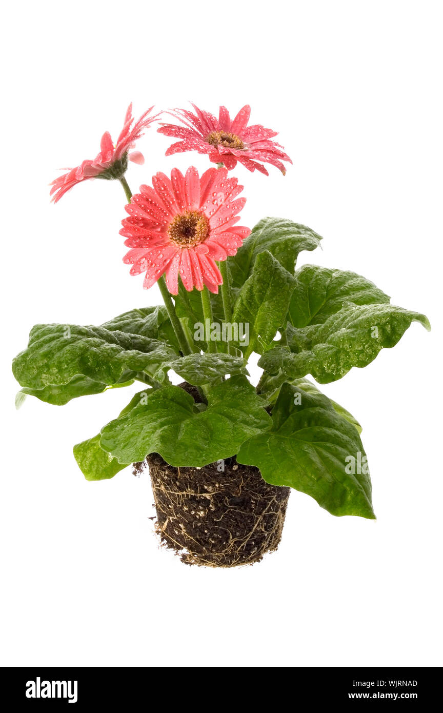 spring flowers with root system Stock Photo - Alamy