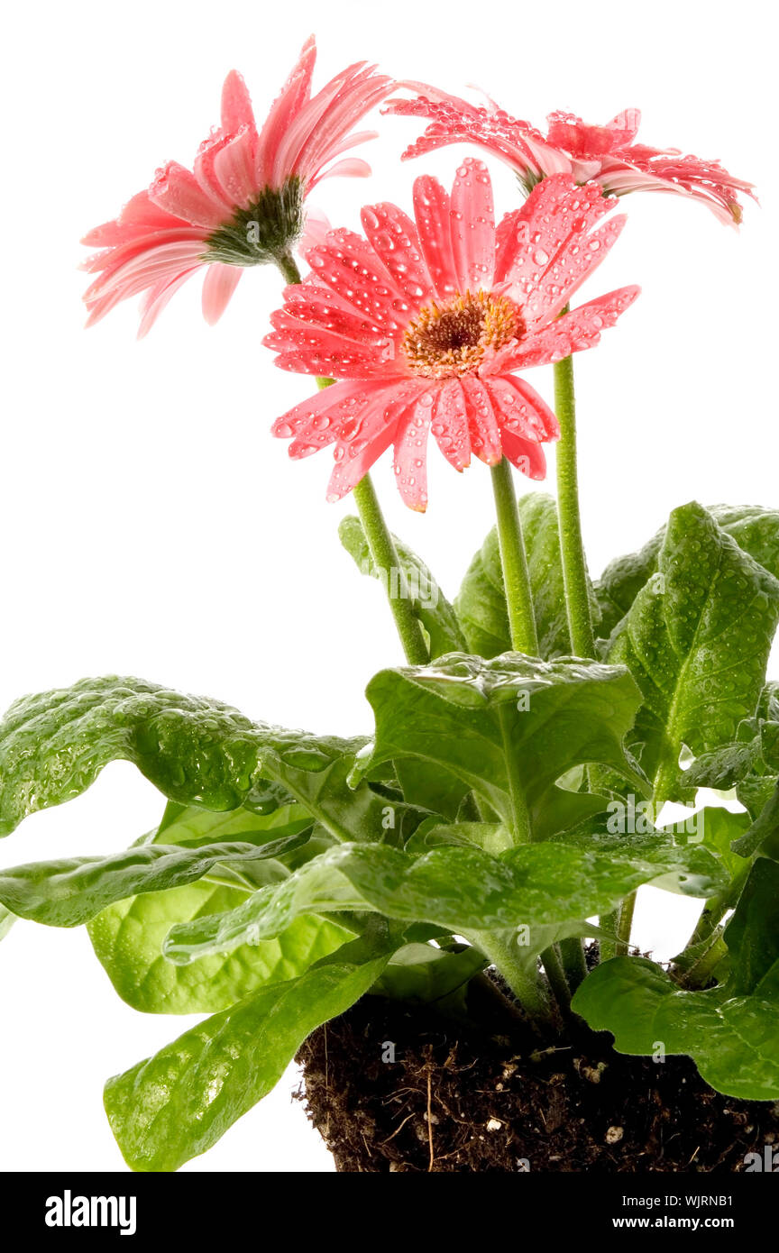 spring flowers with root system Stock Photo - Alamy