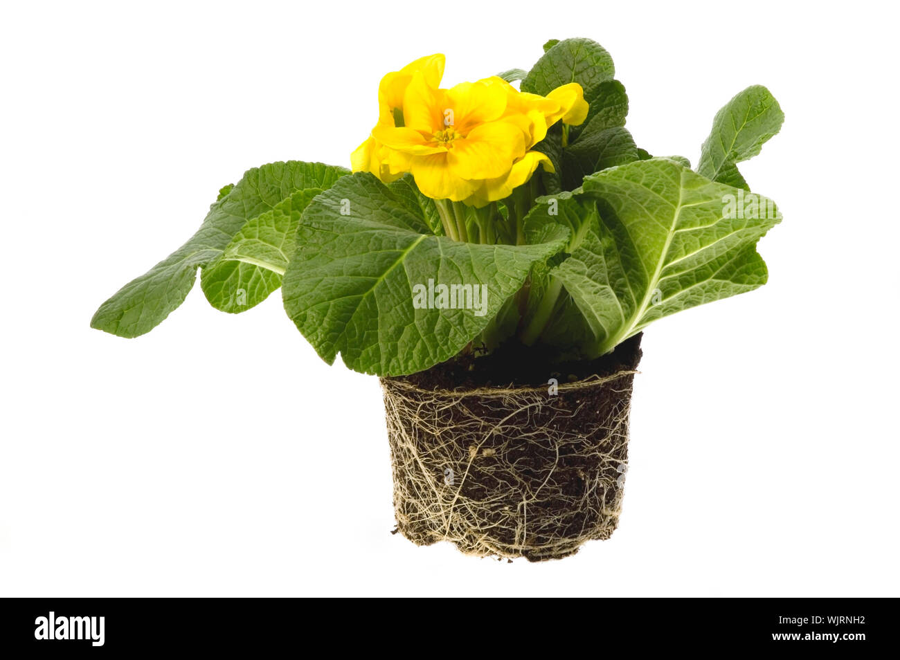 spring flowers with root system Stock Photo - Alamy