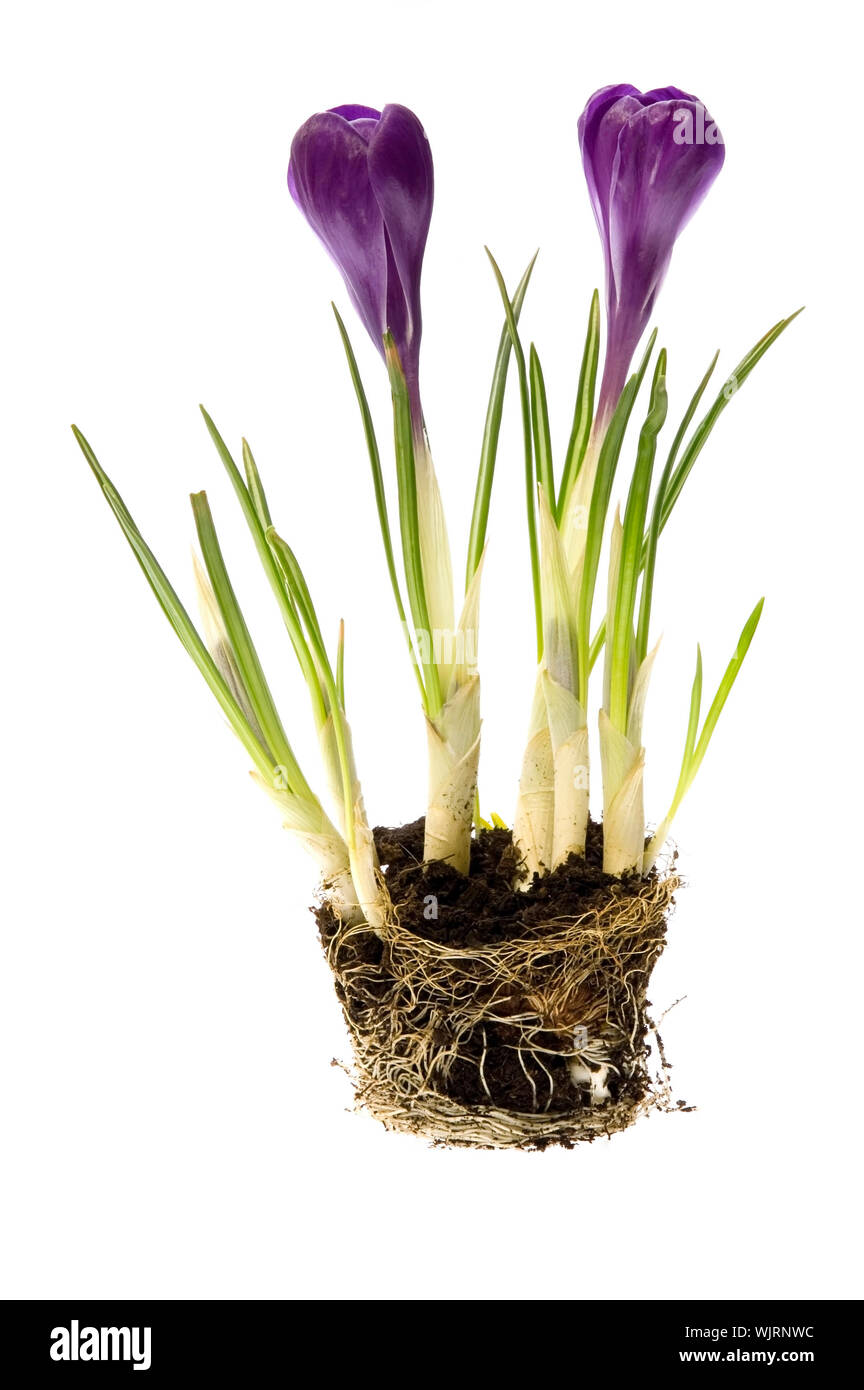 spring flowers with root system Stock Photo - Alamy
