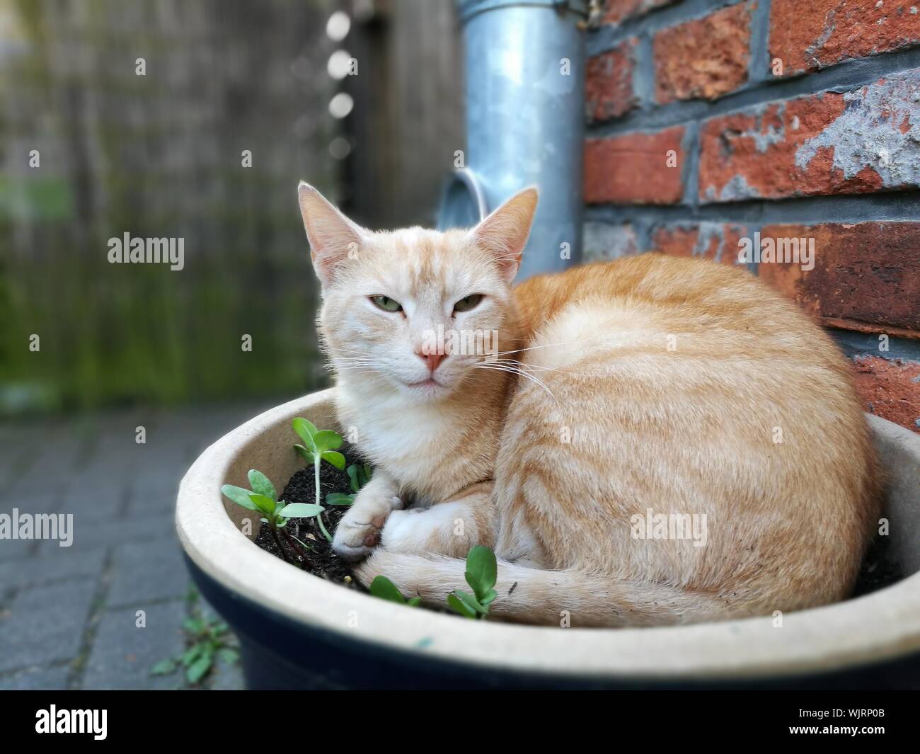 Ginger plant pot hi-res stock photography and images - Alamy