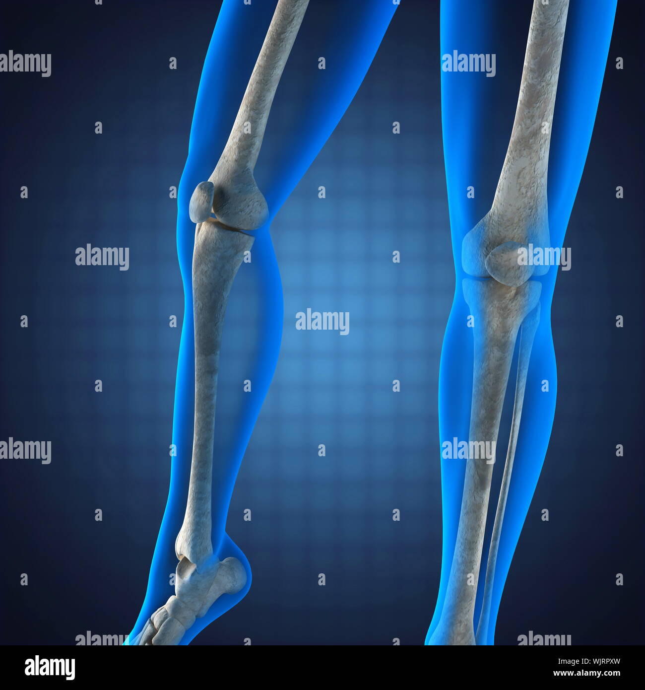 human radiography scan on blue background Stock Photo - Alamy
