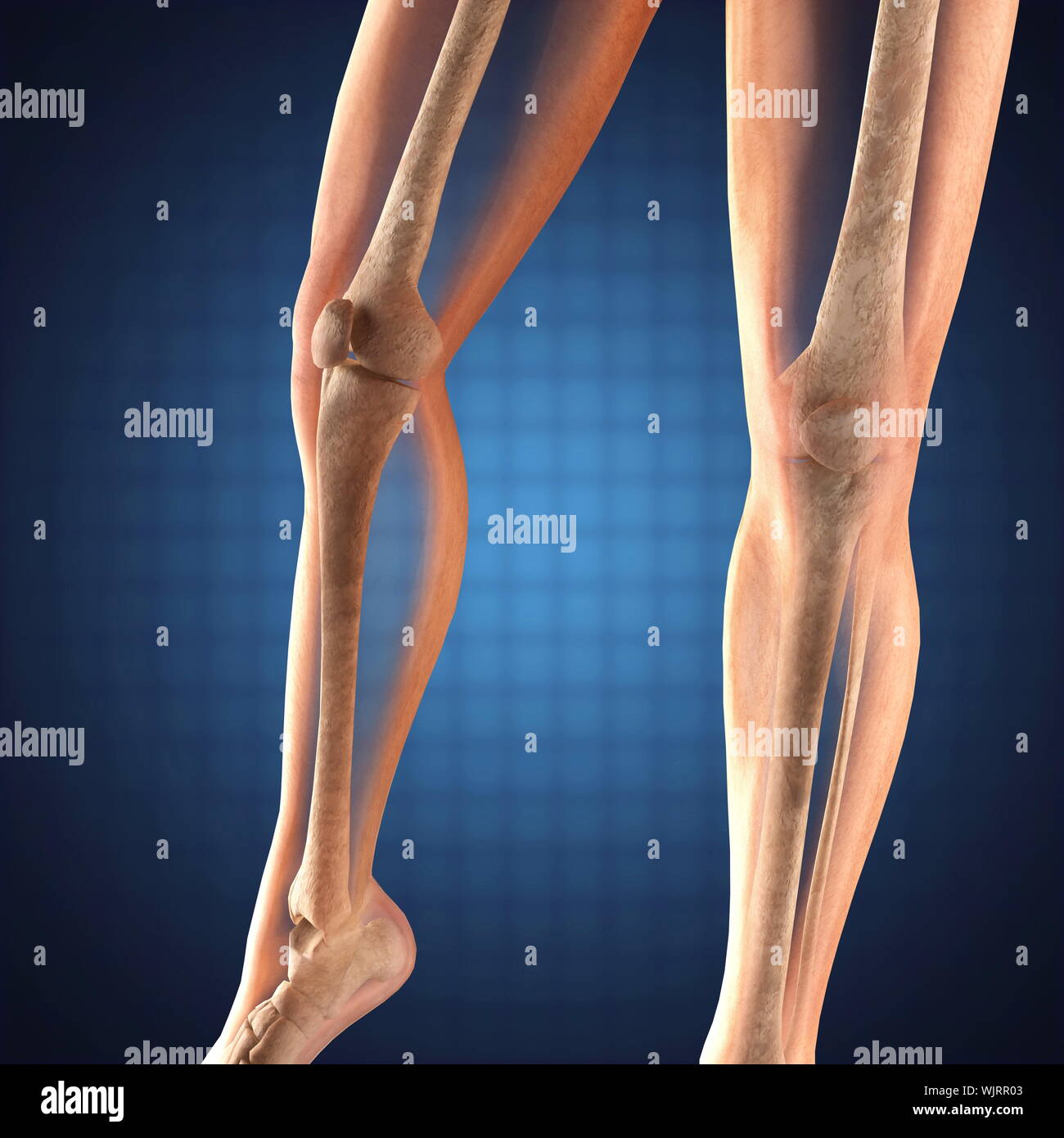 human radiography scan on blue background Stock Photo - Alamy