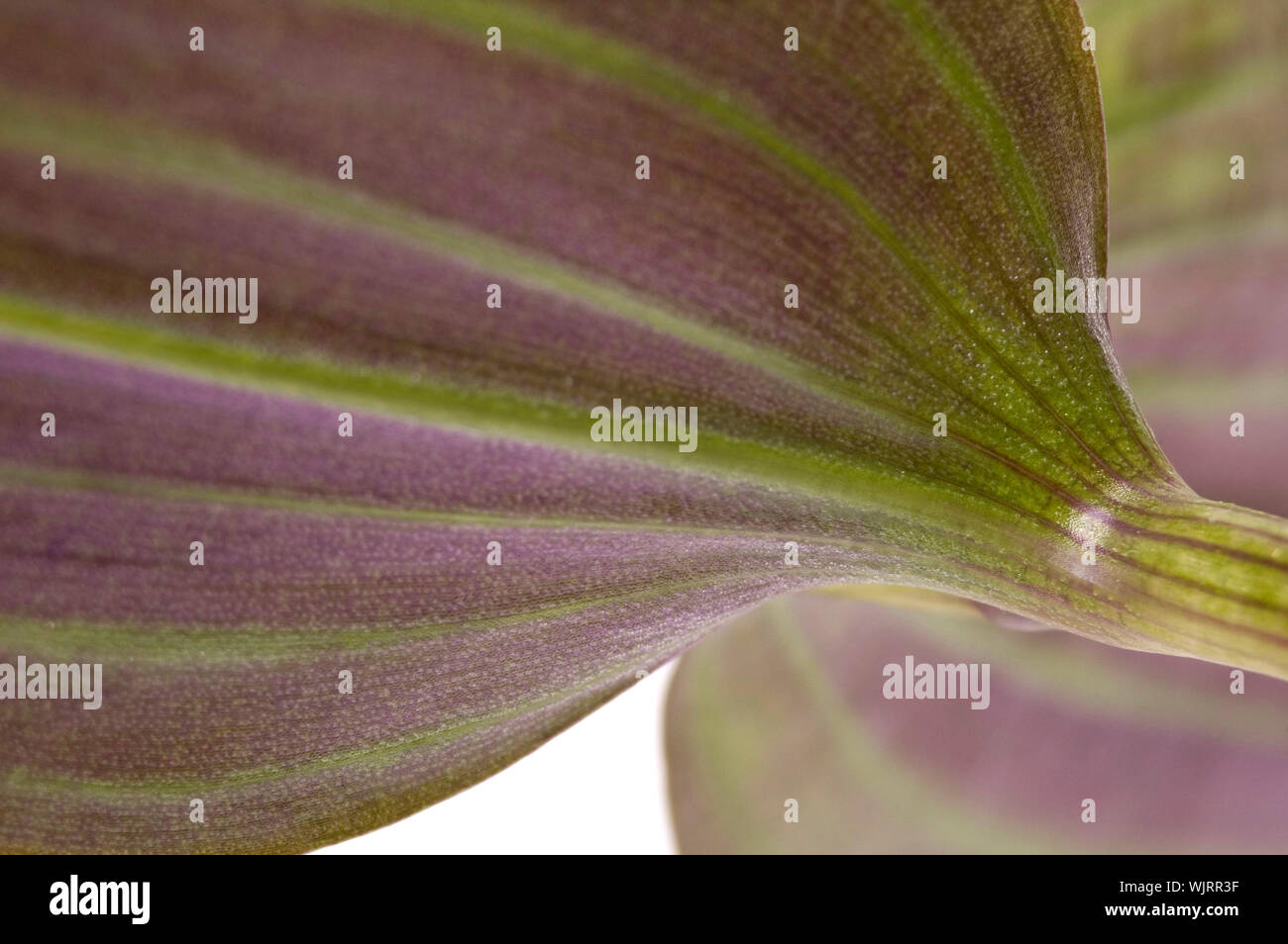 houseplant. linear leaf Stock Photo - Alamy