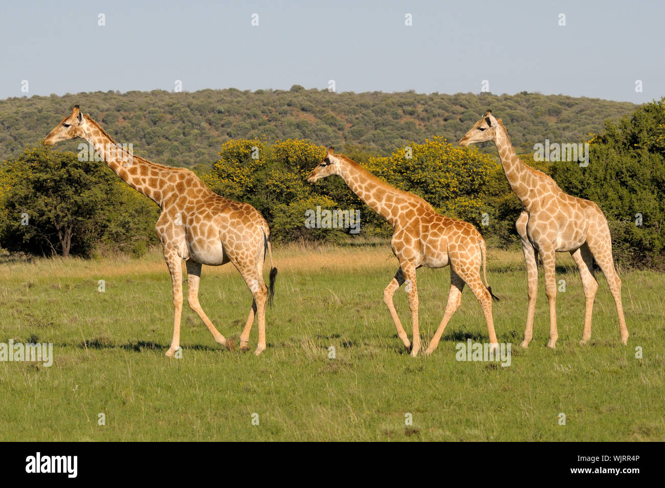 Three Giraffes on grass field in South Africa Stock Photo - Alamy
