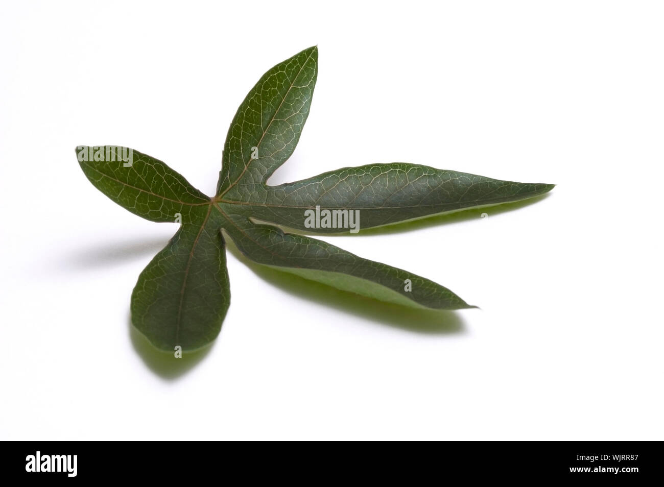 Simple plant leaf line Cut Out Stock Images & Pictures - Alamy