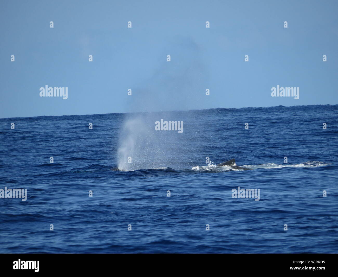 Whale splashing water hi-res stock photography and images - Alamy
