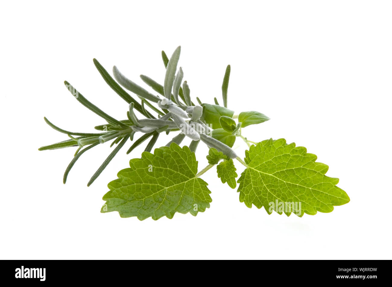 Growing lemon balm Cut Out Stock Images & Pictures - Alamy