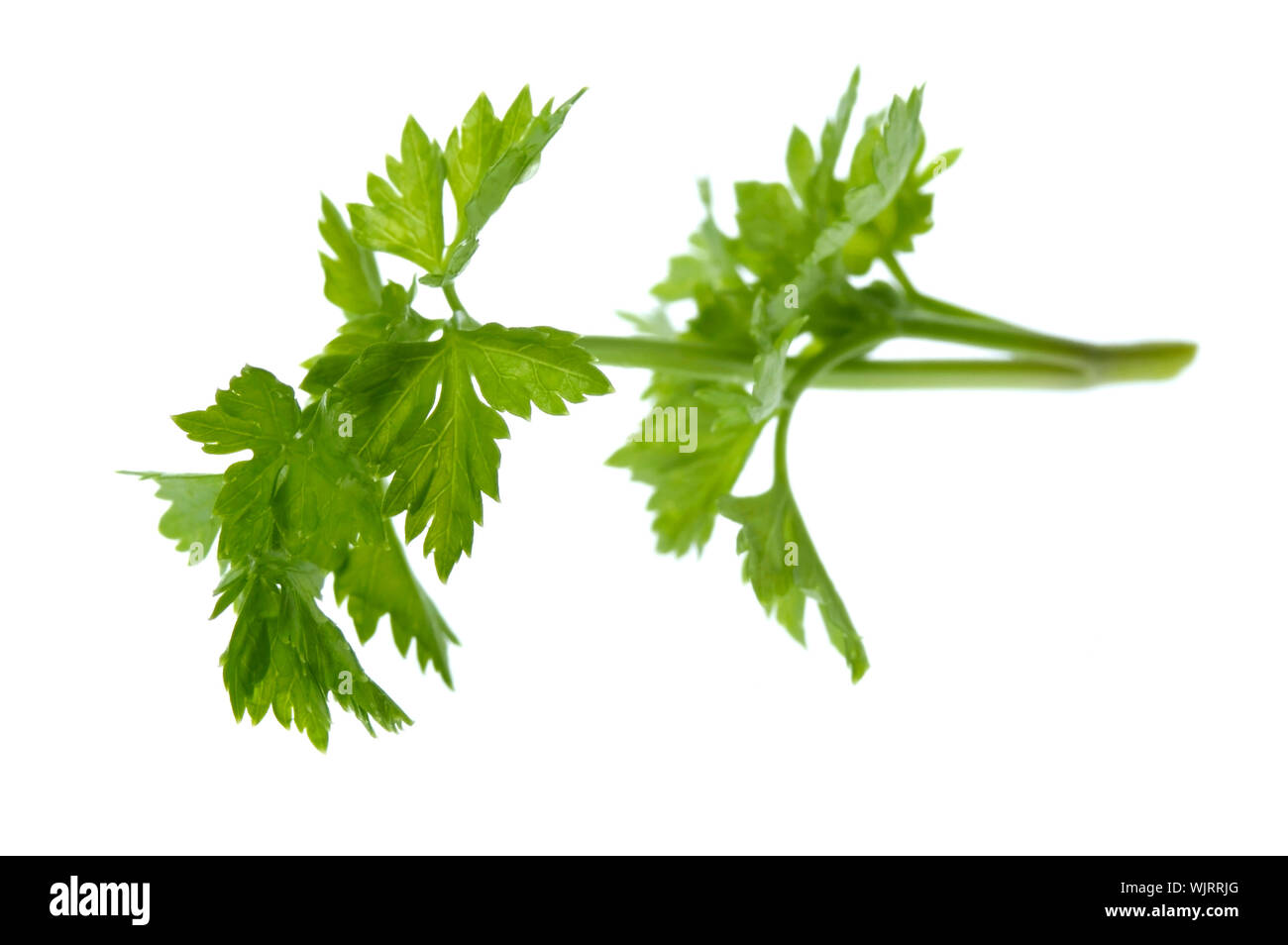 Spring parsley Cut Out Stock Images & Pictures - Alamy