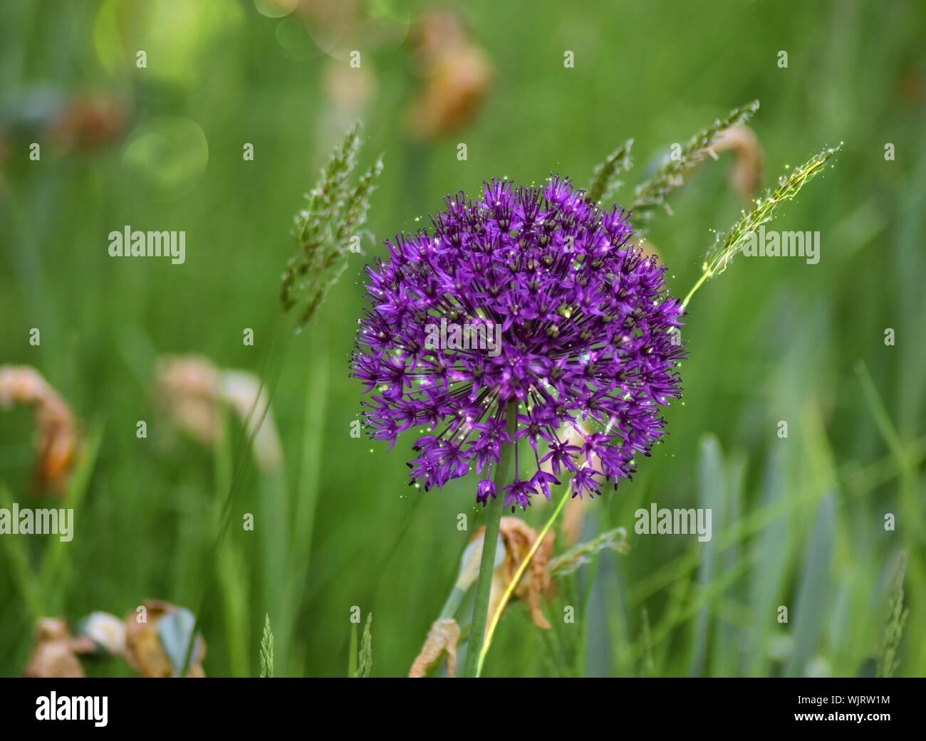 Allium Field High Resolution Stock Photography and Images - Alamy