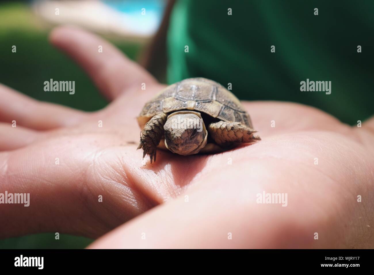 Person holding turtle hi-res stock photography and images - Alamy
