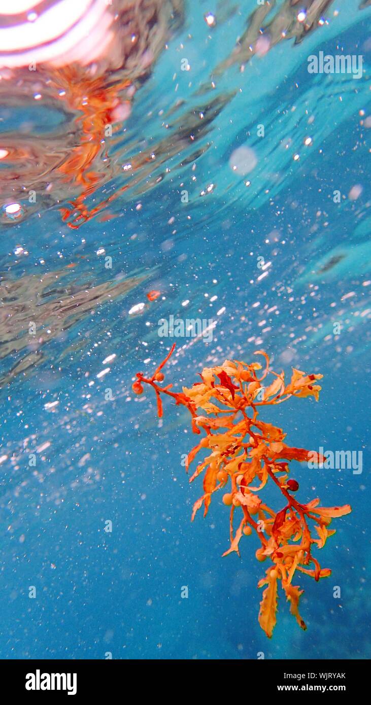 Seaweed floating sea hi-res stock photography and images - Alamy