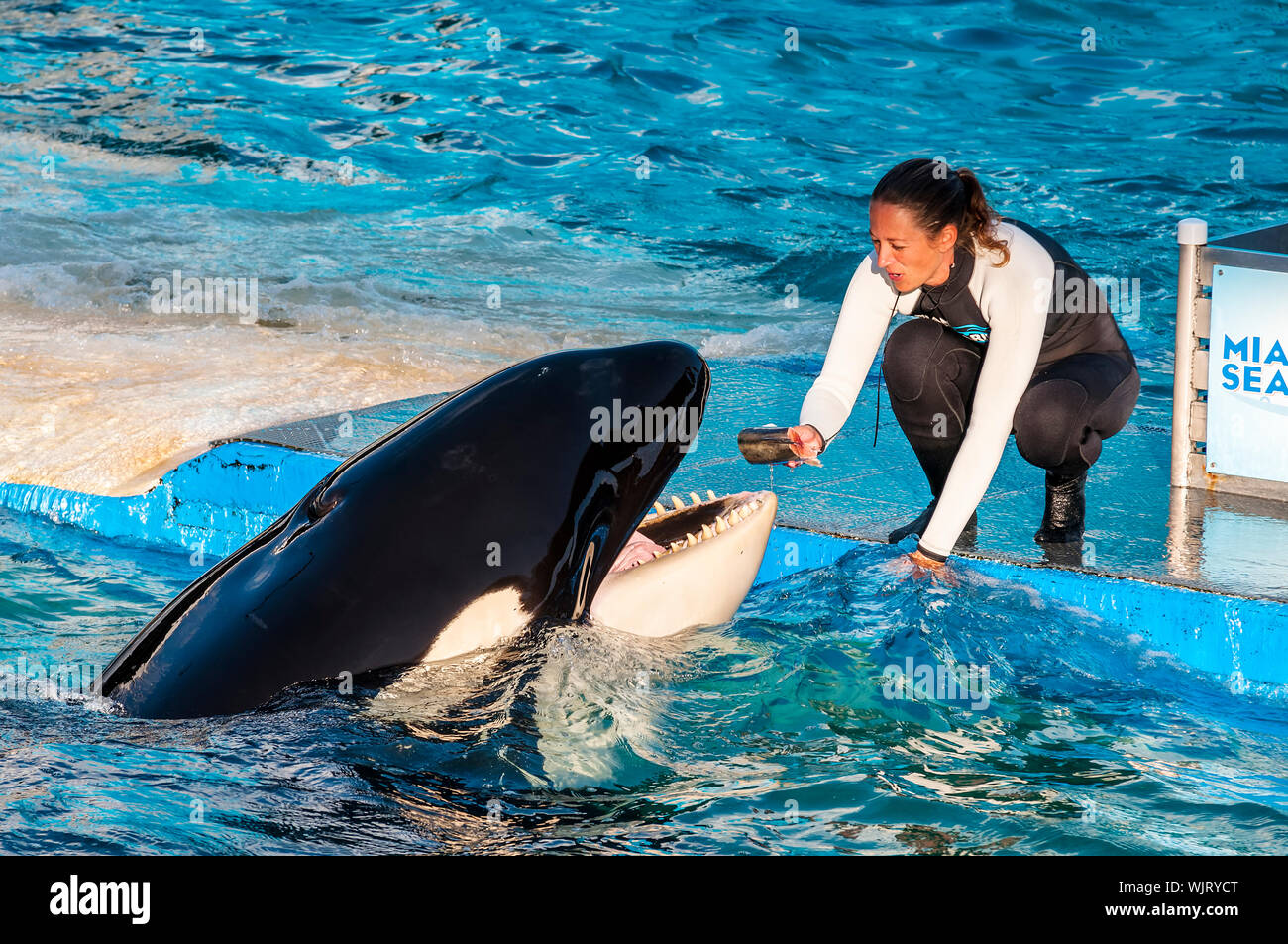 MIAMI,US - JANUARY 24,2014: Lolita,the killer whale at the Miami ...