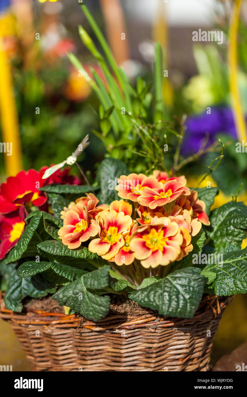 Background of colourful vivid summer flowers Stock Photo - Alamy