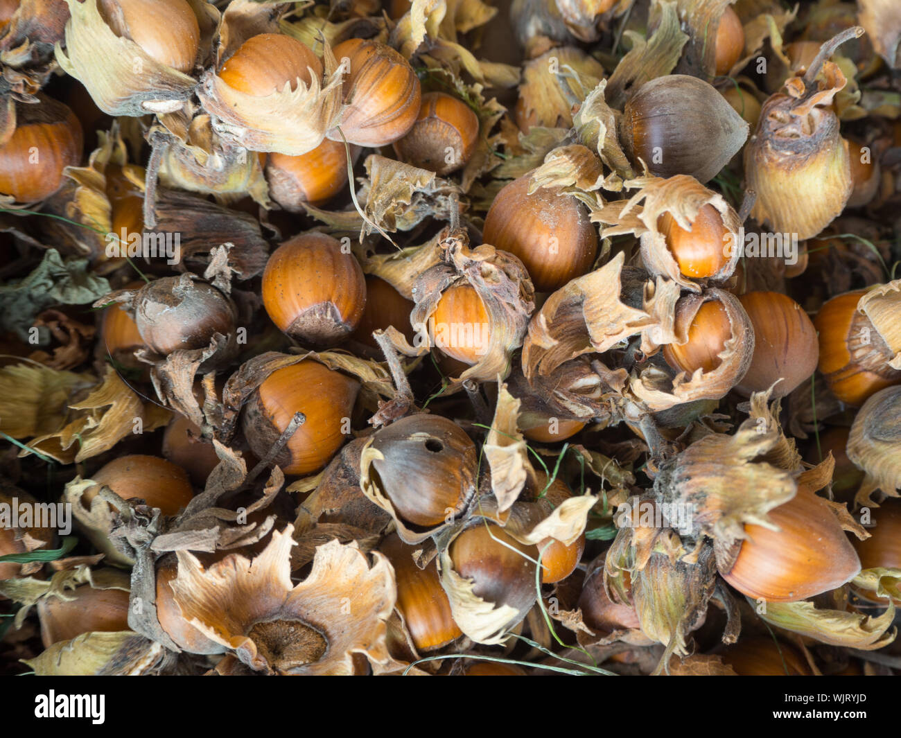 Group of hazel nuts High Resolution Stock Photography and Images - Alamy