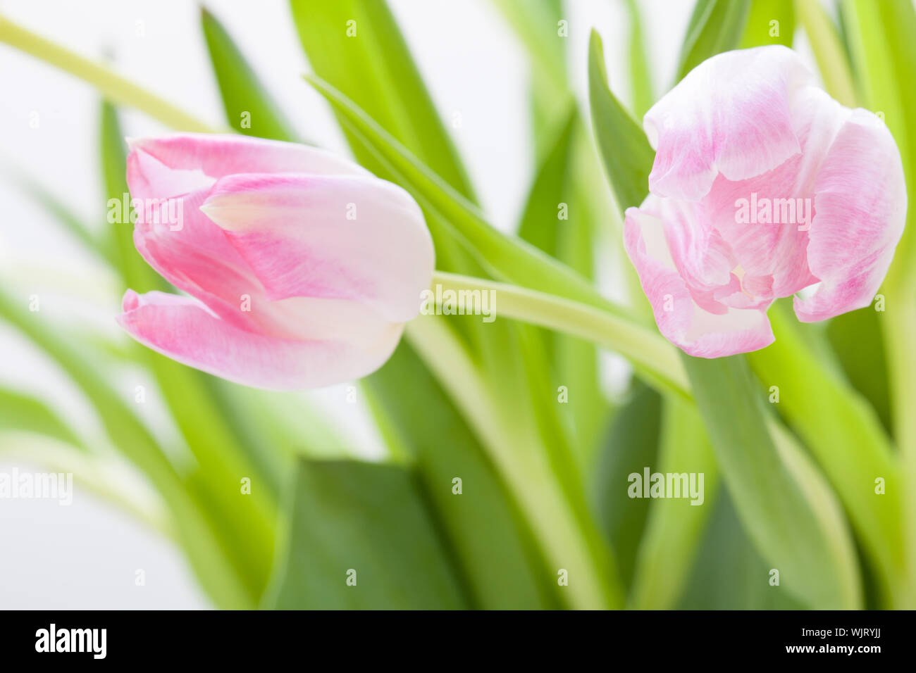 Spring background of dainty pink tulips Stock Photo - Alamy