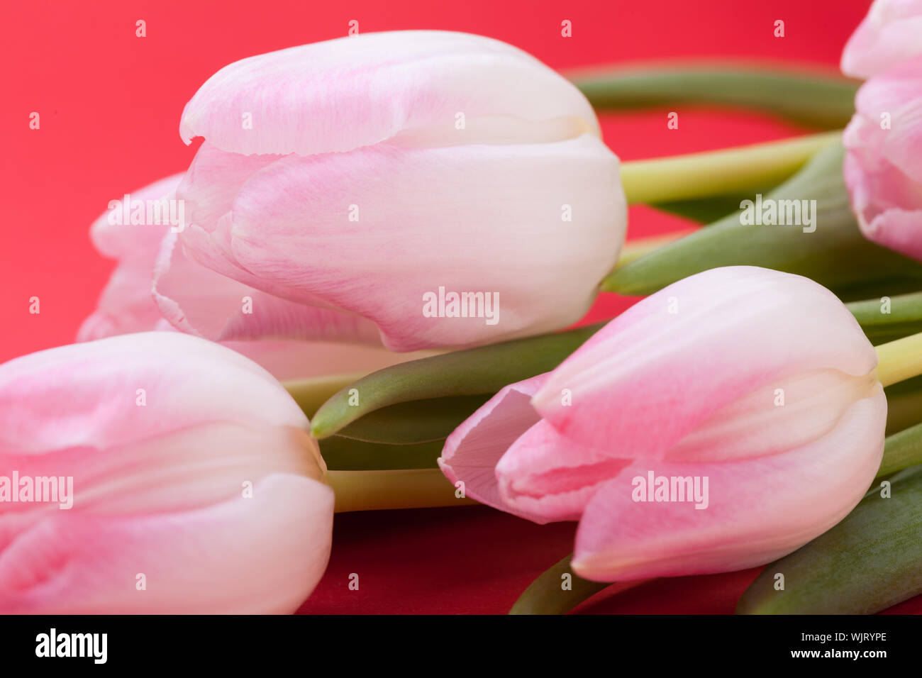 Spring background of dainty pink tulips Stock Photo - Alamy