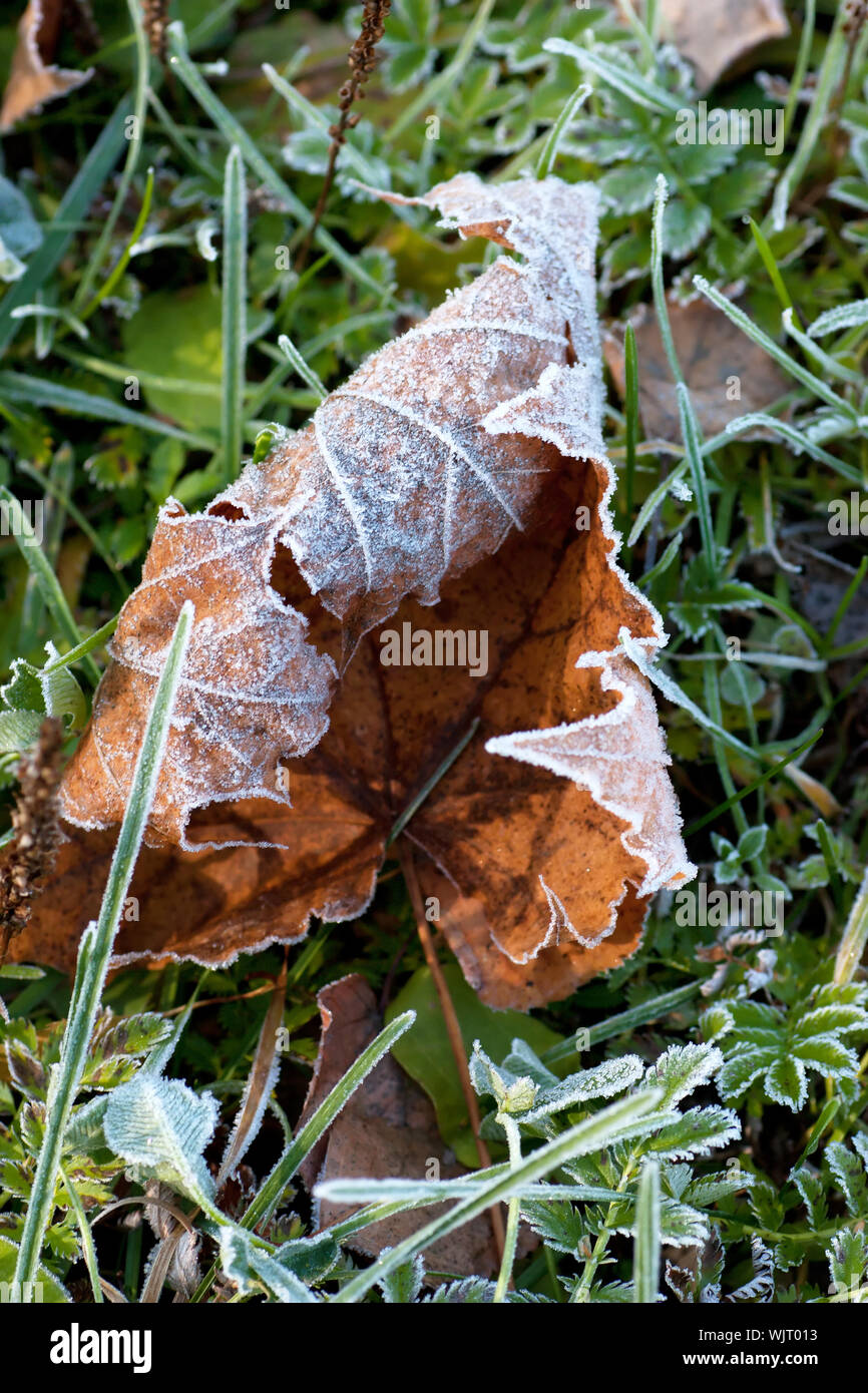 Macro view of frozen maple leaf in the november morning Stock Photo - Alamy