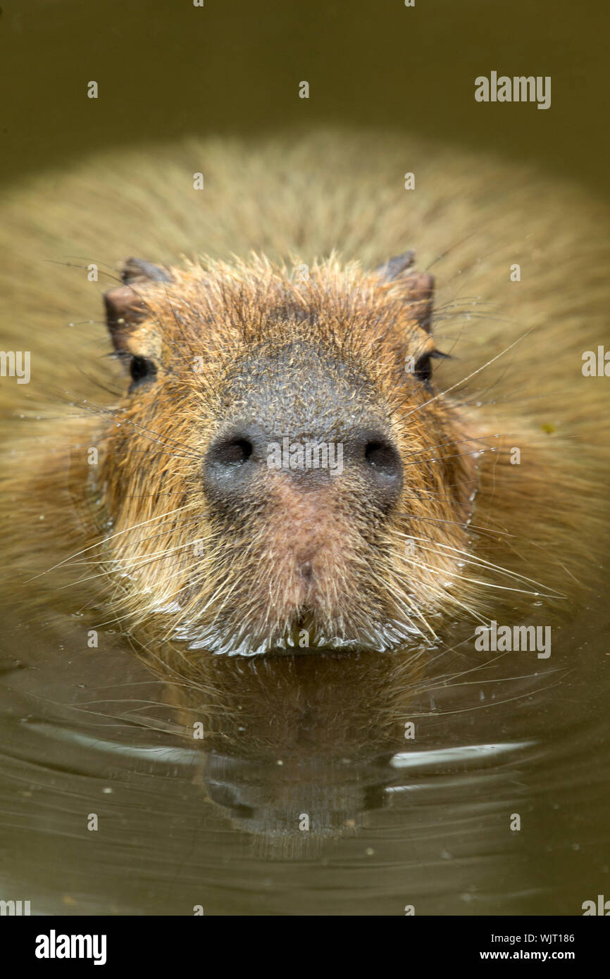 Close up of a Capybara Stock Photo - Alamy