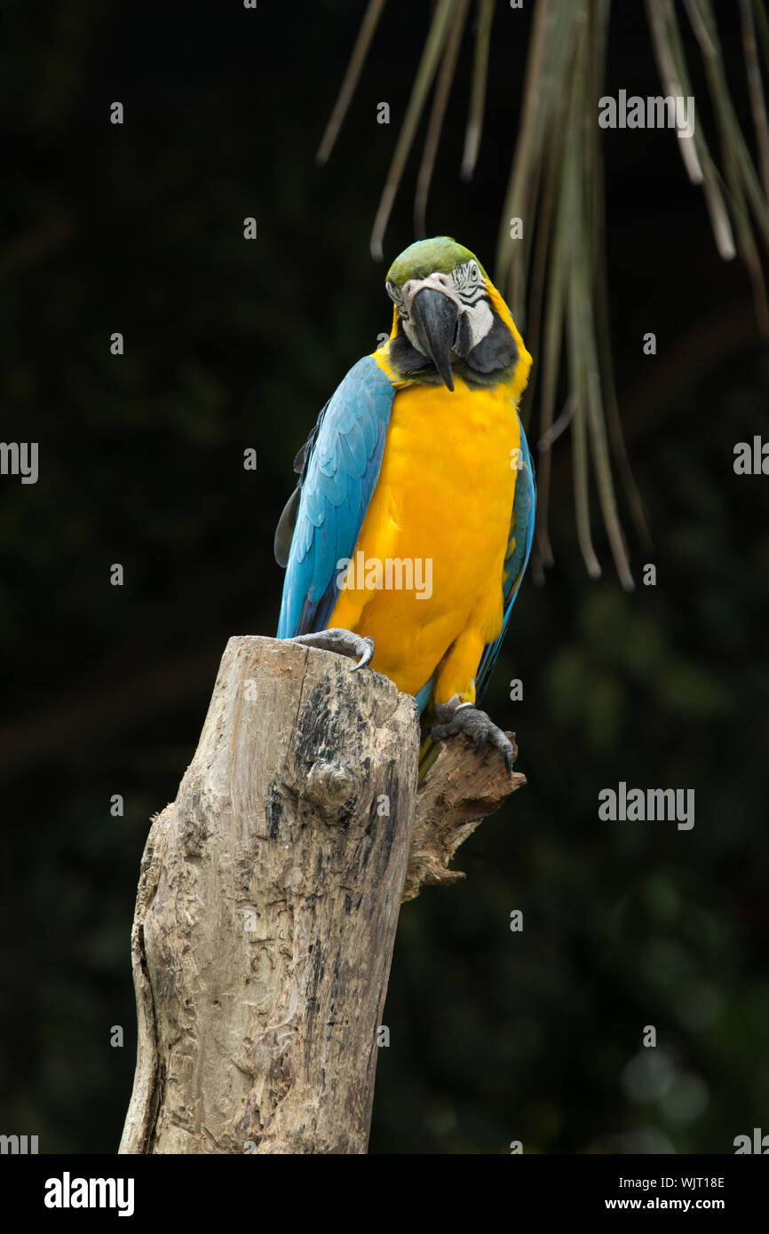 parrot bird sitting on the perch Stock Photo - Alamy