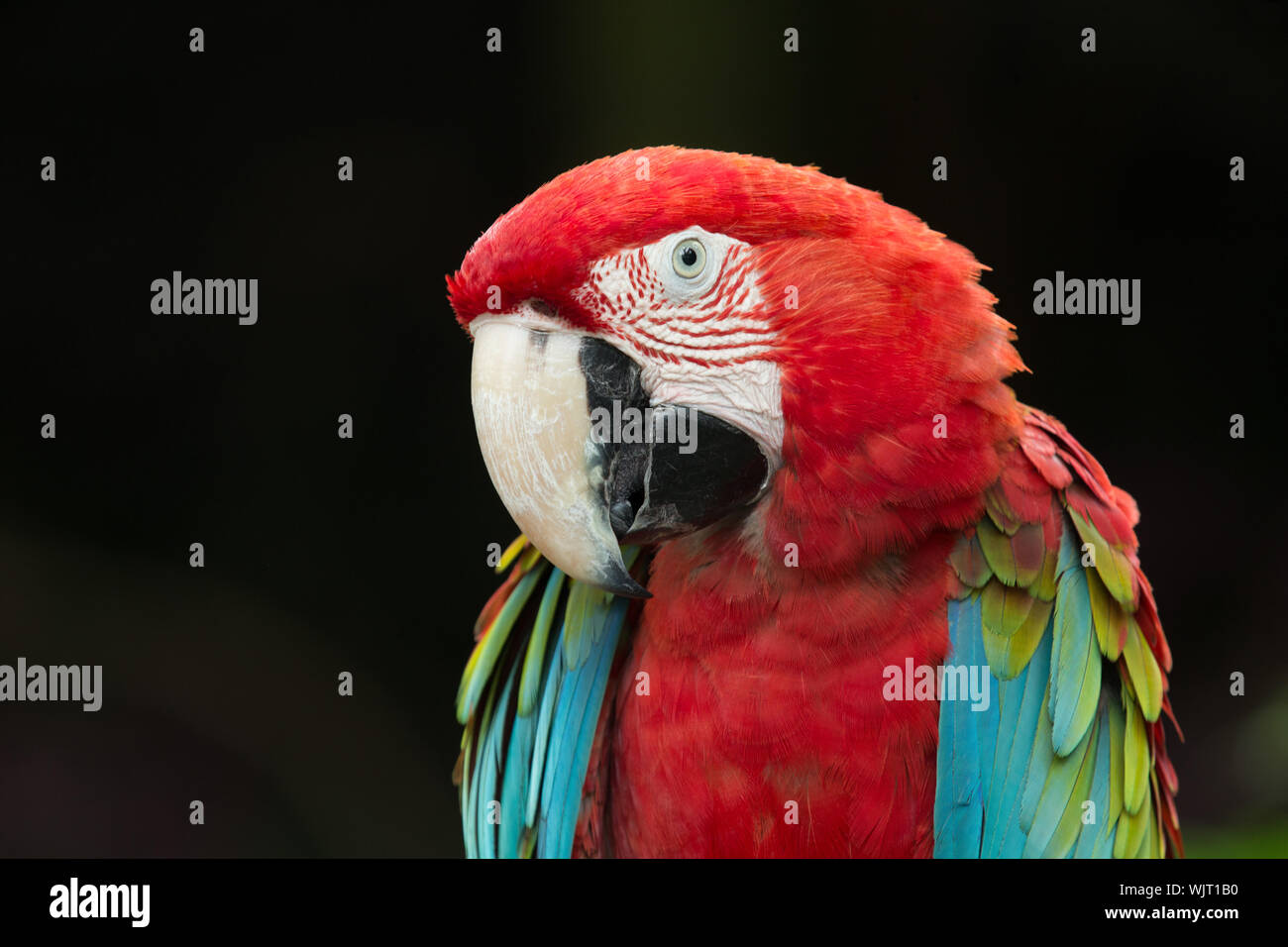 parrot bird sitting on the perch Stock Photo - Alamy