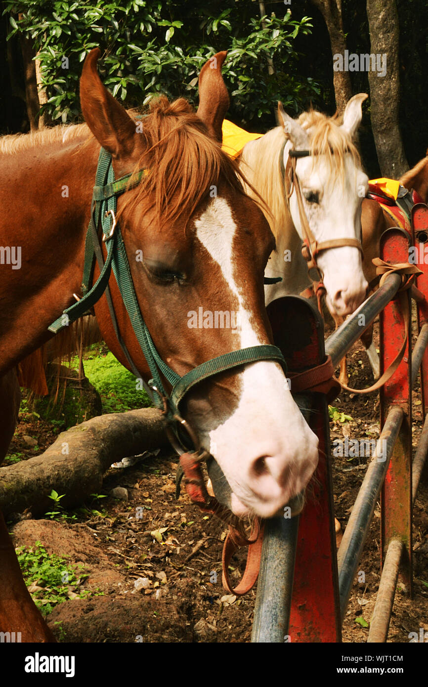 Two horses in pen hi-res stock photography and images - Alamy
