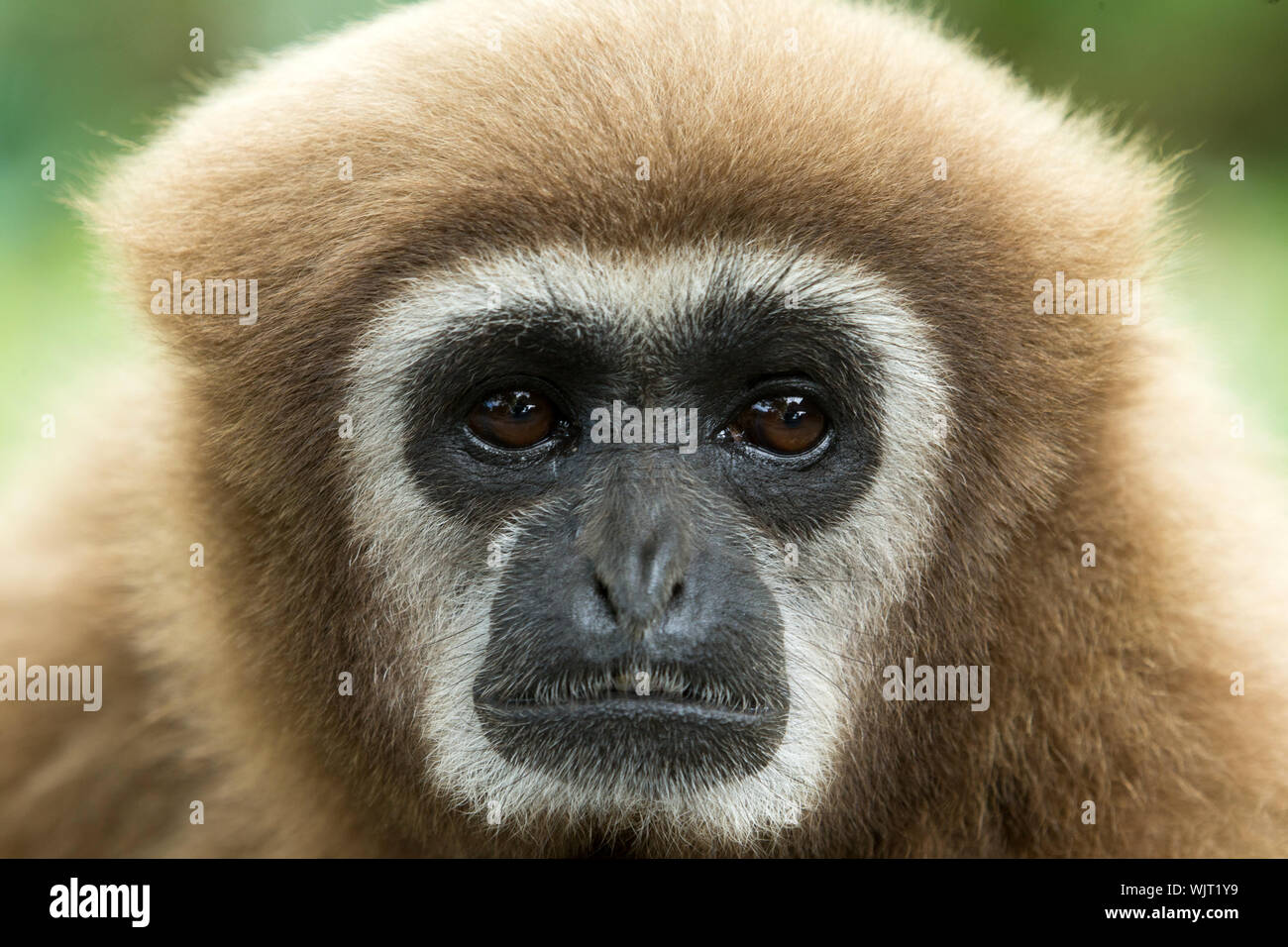 Pileated gibbon hi-res stock photography and images - Alamy