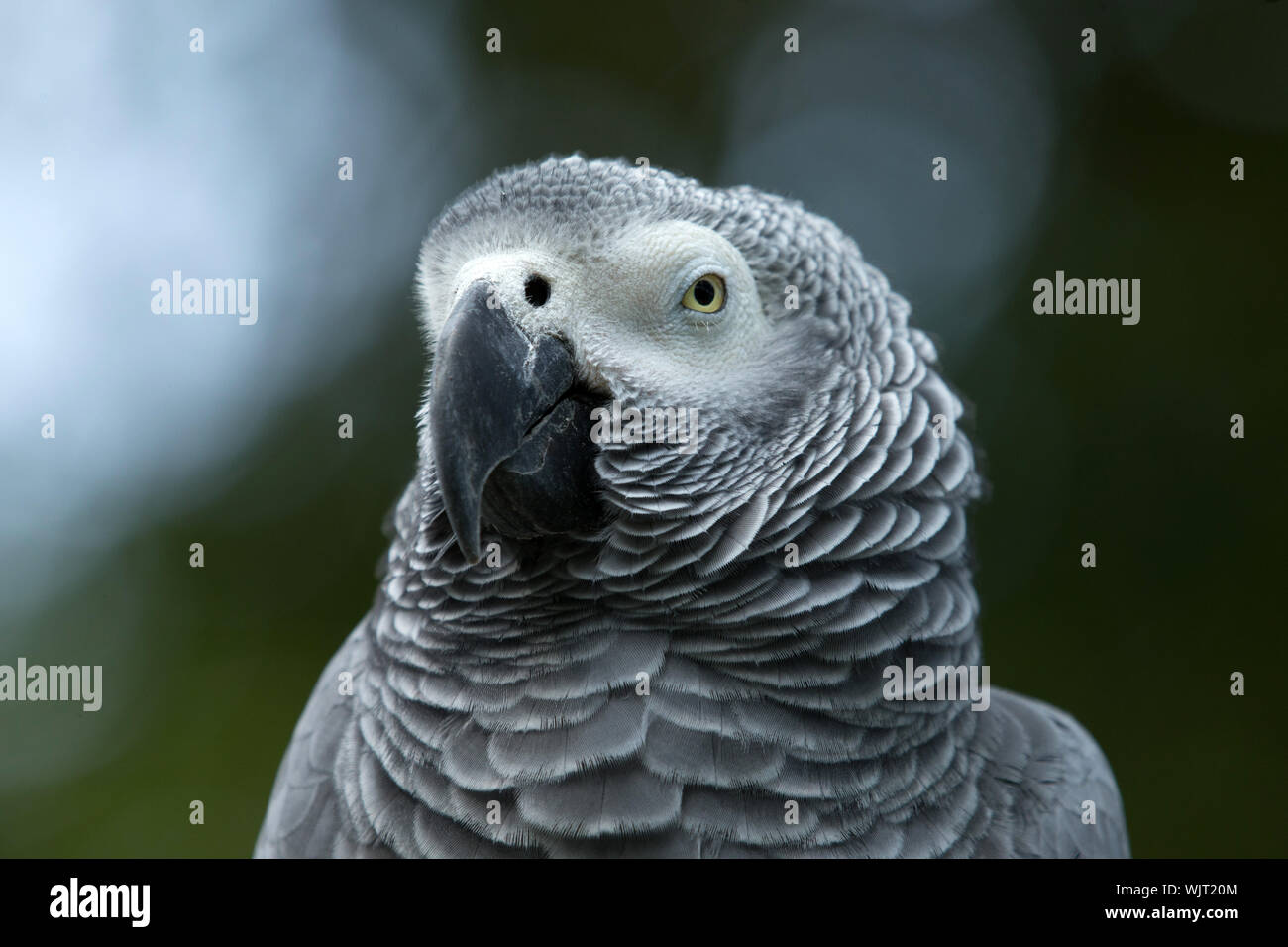 parrot bird sitting on the perch Stock Photo - Alamy