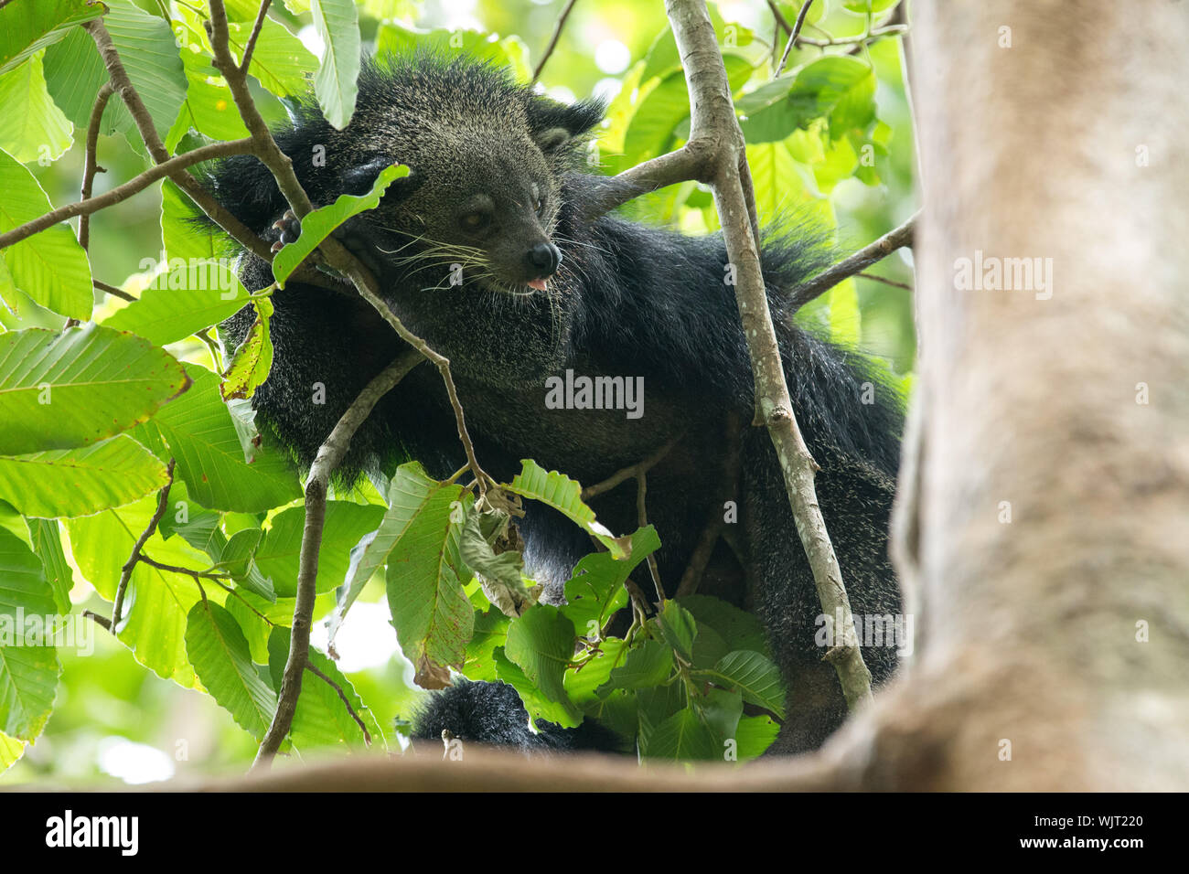 rare and amusing animal of binturong Stock Photo - Alamy