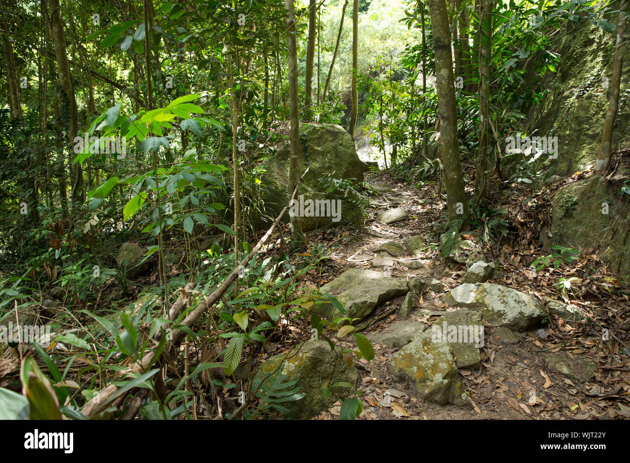 Stream in the tropical jungle Stock Photo - Alamy