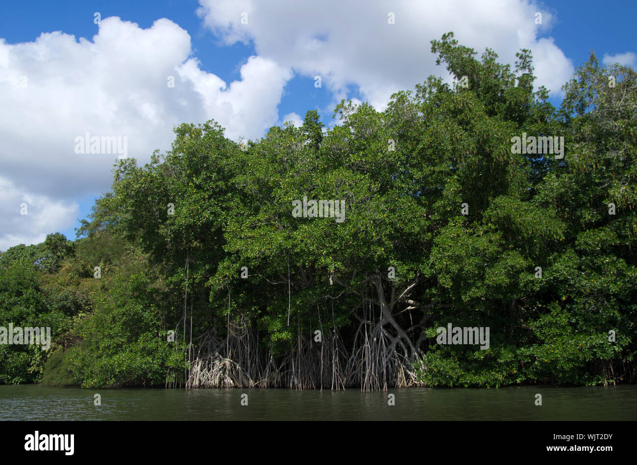 mangrove trees in caribbean sea Stock Photo - Alamy