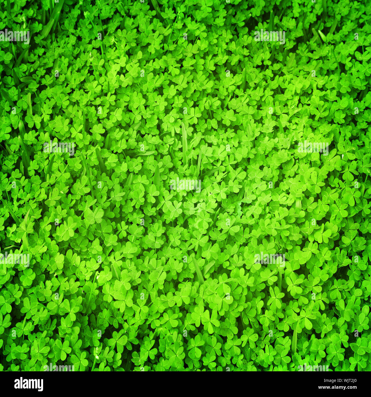 Clover green background Stock Photo - Alamy
