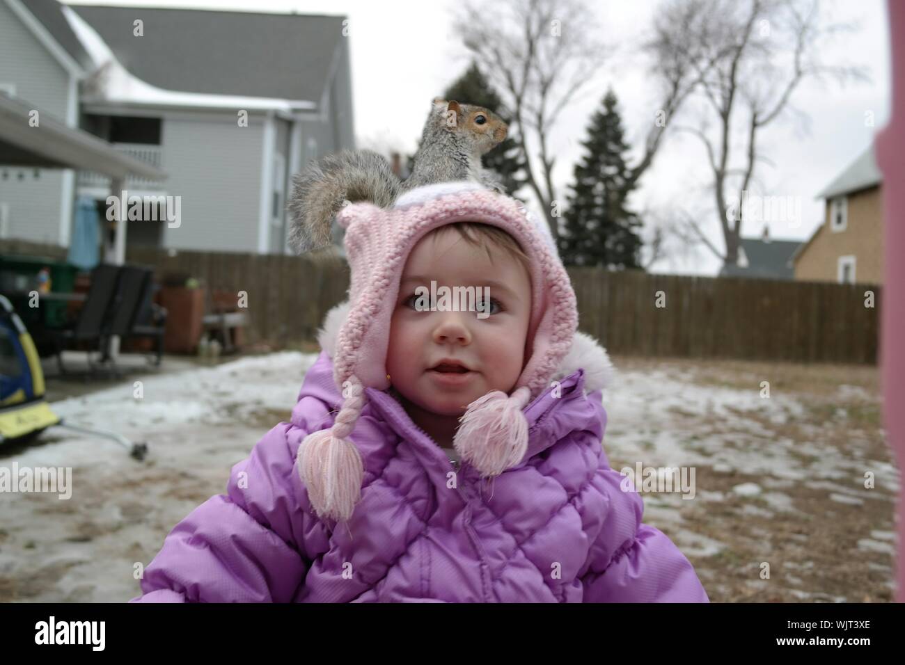 Face on view of squirrel hi-res stock photography and images - Alamy