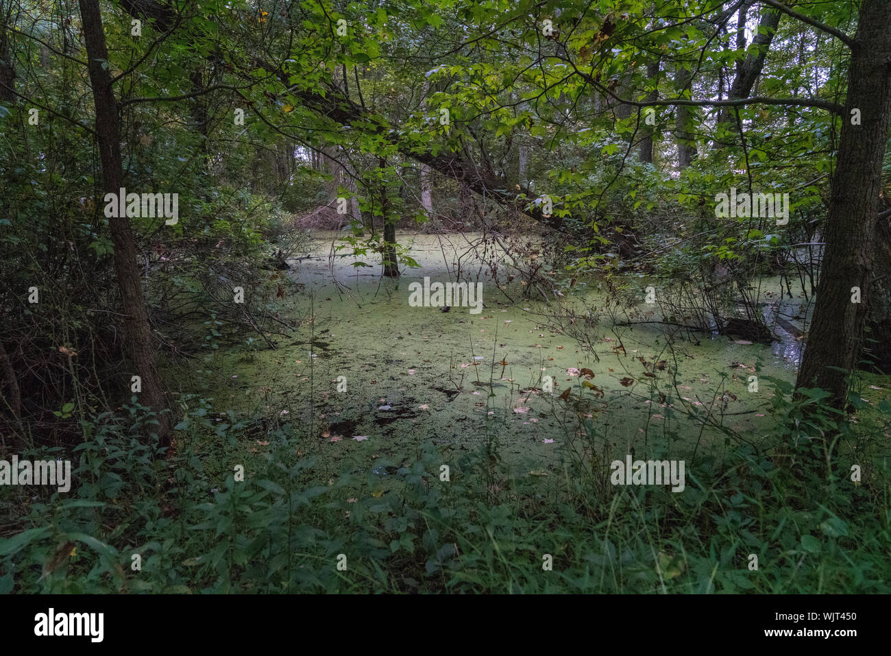 Freehold State Park, NJ Stock Photo - Alamy