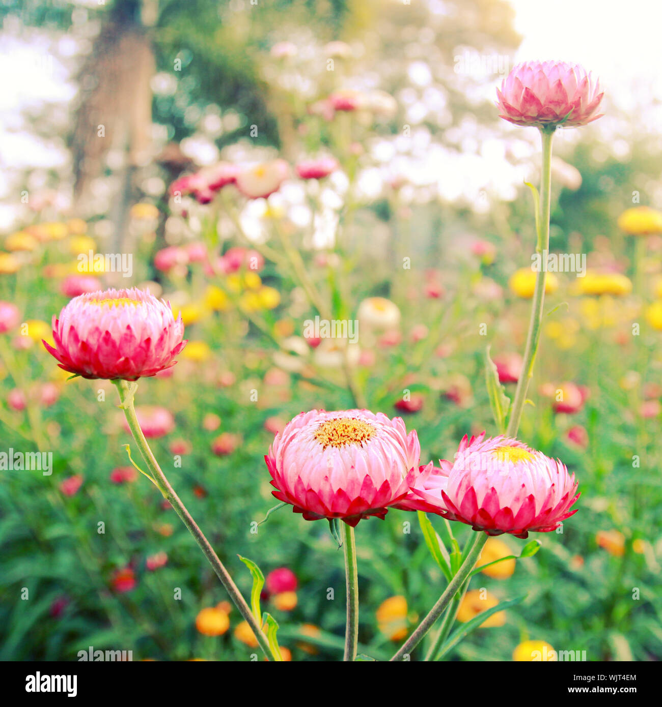 Small flowers with retro filter effect Stock Photo - Alamy