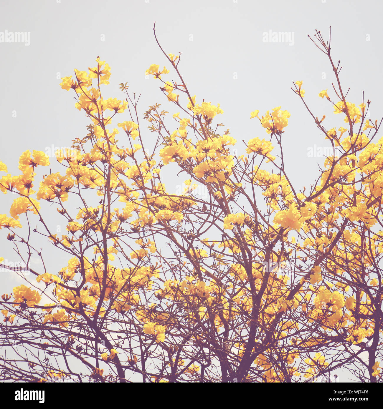 Yellow flower on the top of tree with retro filter effect Stock Photo ...