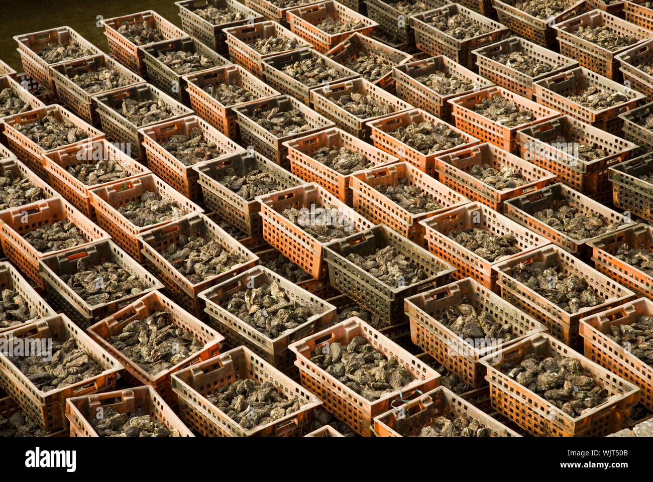 Containers with oysters hi-res stock photography and images - Alamy