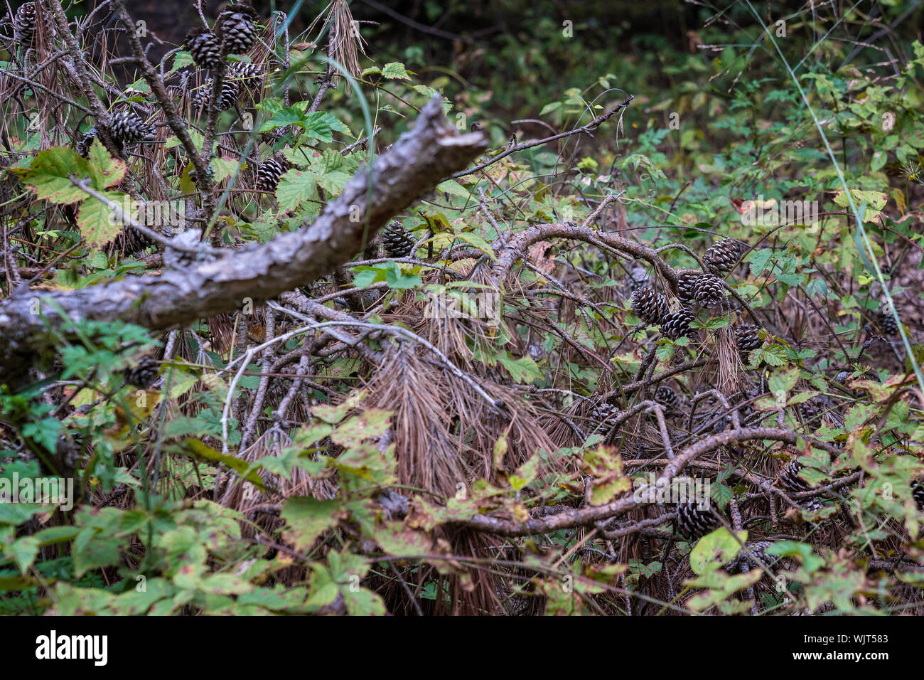 Freehold State Park, NJ Stock Photo - Alamy